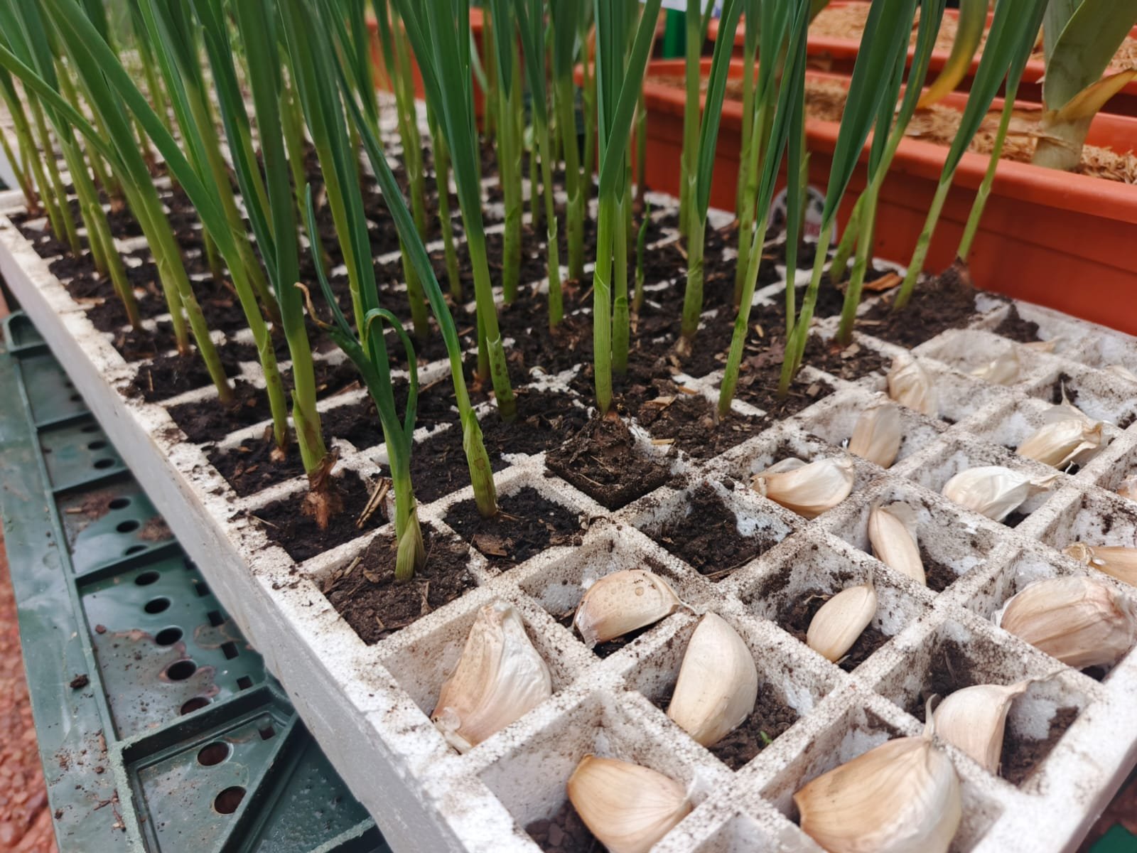 Cada productor de ajo podría generar G. 35 millones con ayuda del MAG ...
